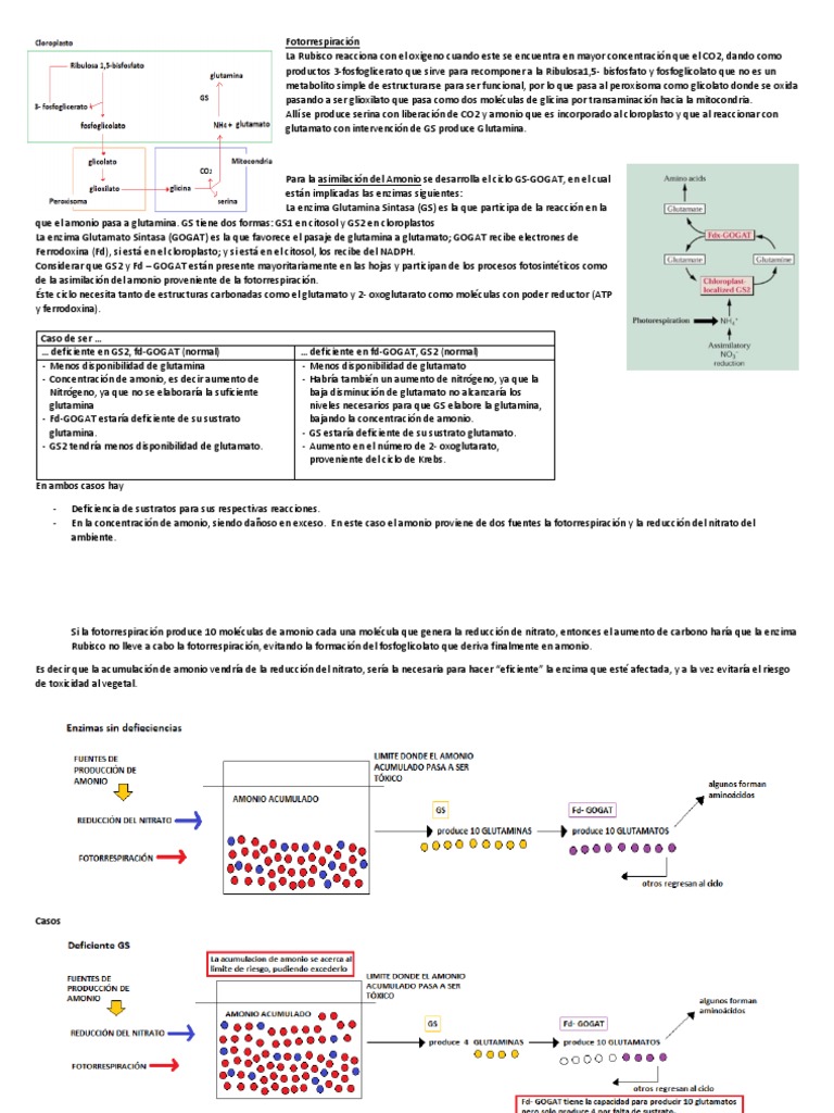 GS Gogat | PDF | Metabolismo | Biología Molecular