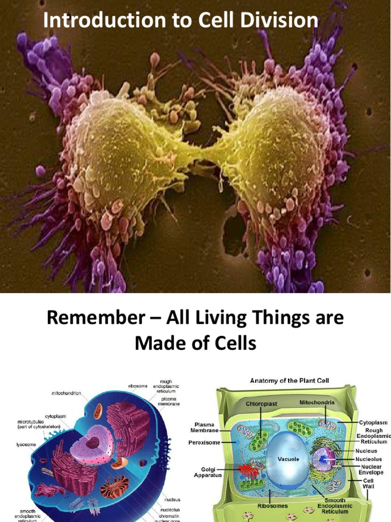 Overview of Mitosis and Meiosis | PDF | Meiosis | Mitosis
