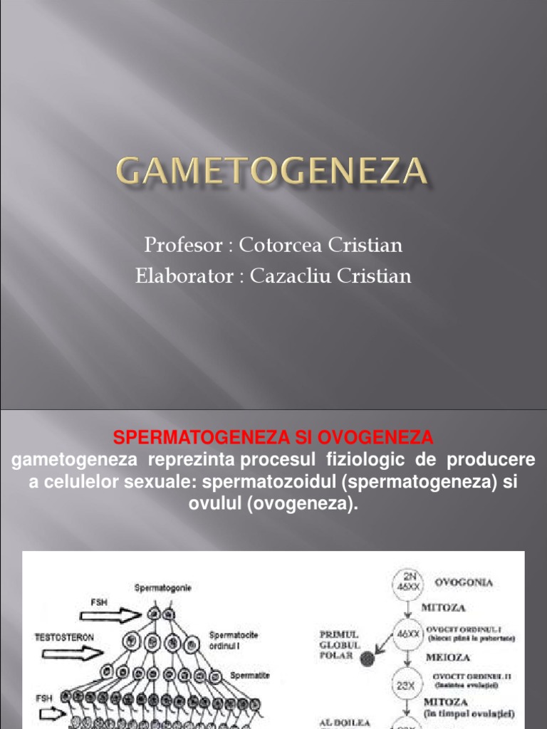 Gametogeneza | PDF