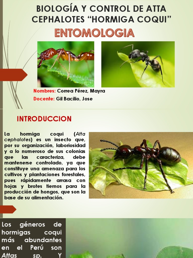 Biología Y Control De Atta Cephalotes Pdf Hormiga Organismos