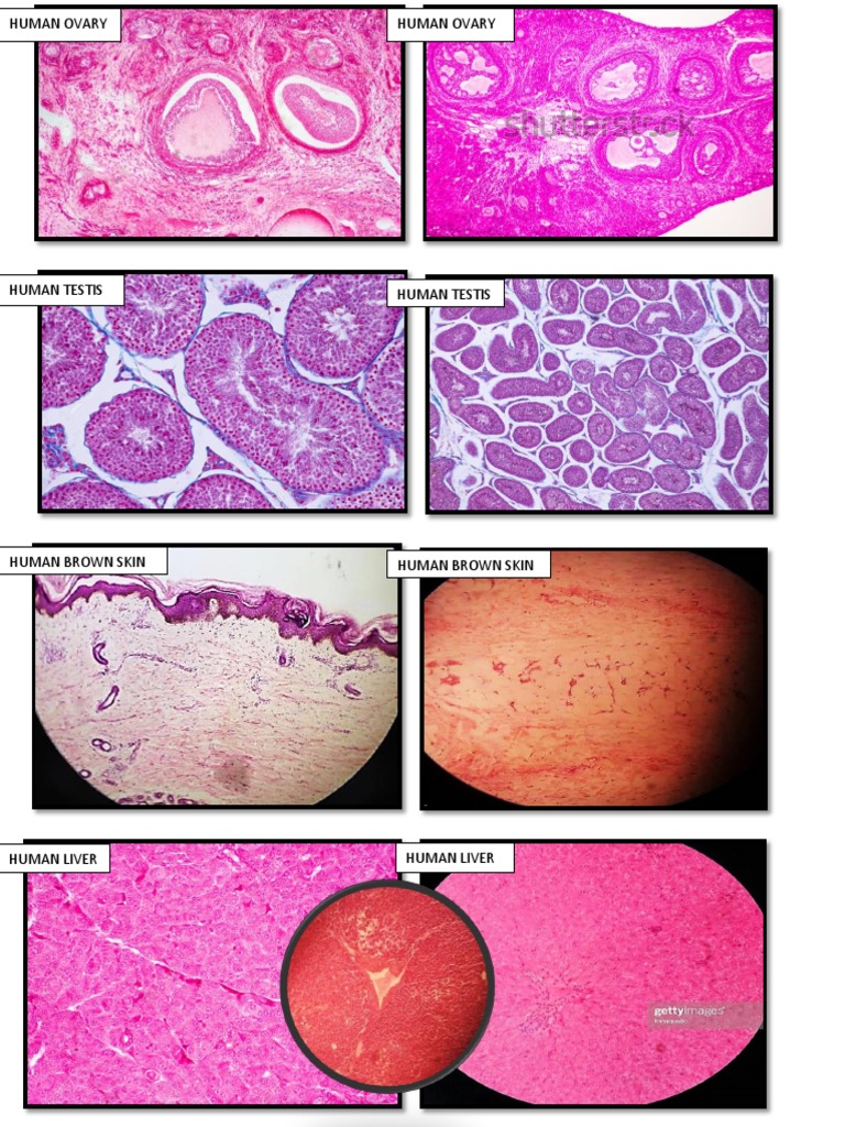 Histology Practical Exam | PDF