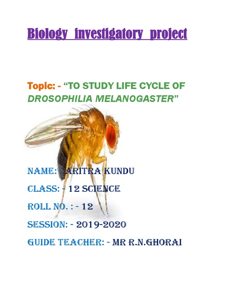 Biology Cls 12 Project | PDF | Pupa | Fly