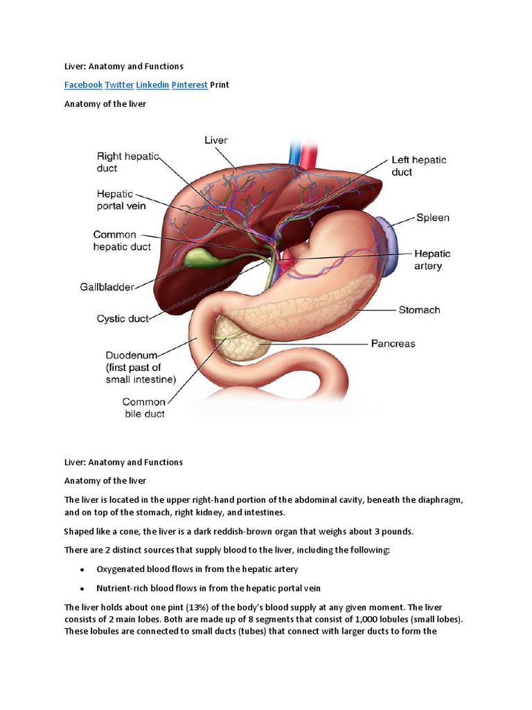 Liver | PDF | Pancreas | Liver