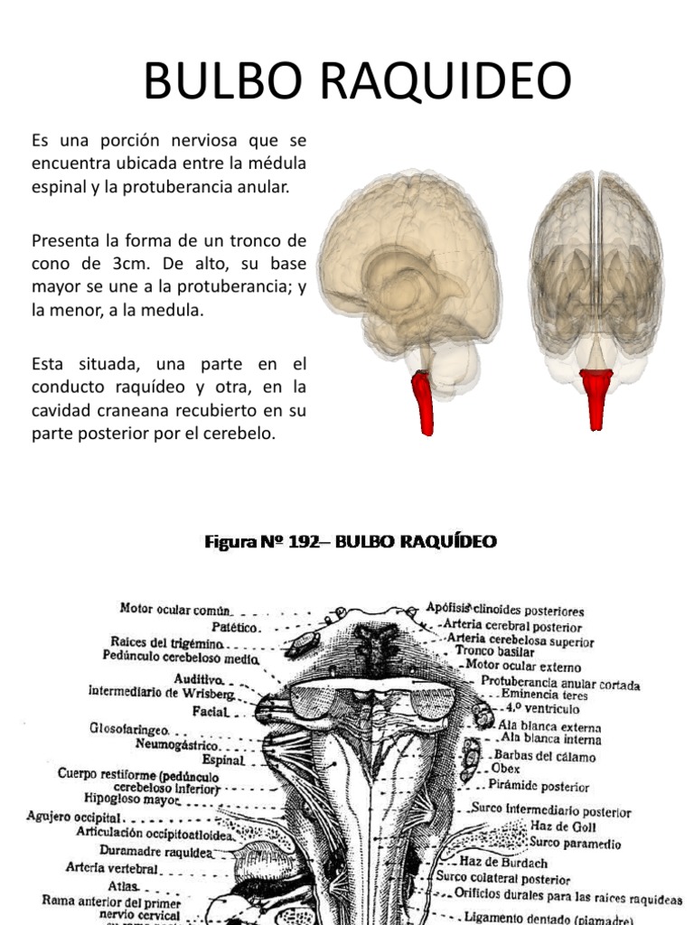 Bulbo Raquideo | PDF | Médula espinal | Órgano (anatomía)