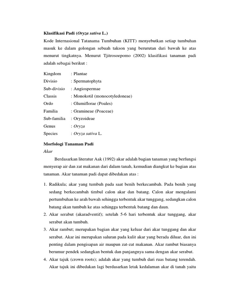 Klasifikasi, Morfologi, Dan Deskripsi Padi | PDF