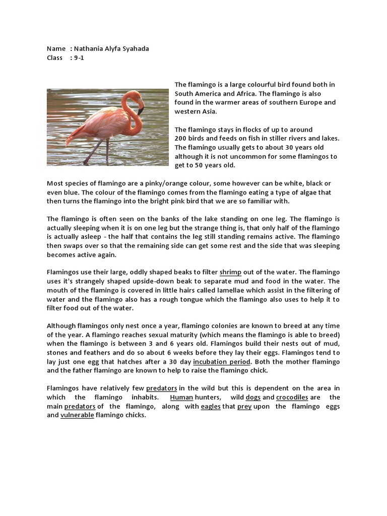 Flamingo Report Text | PDF | Birds | Paravians