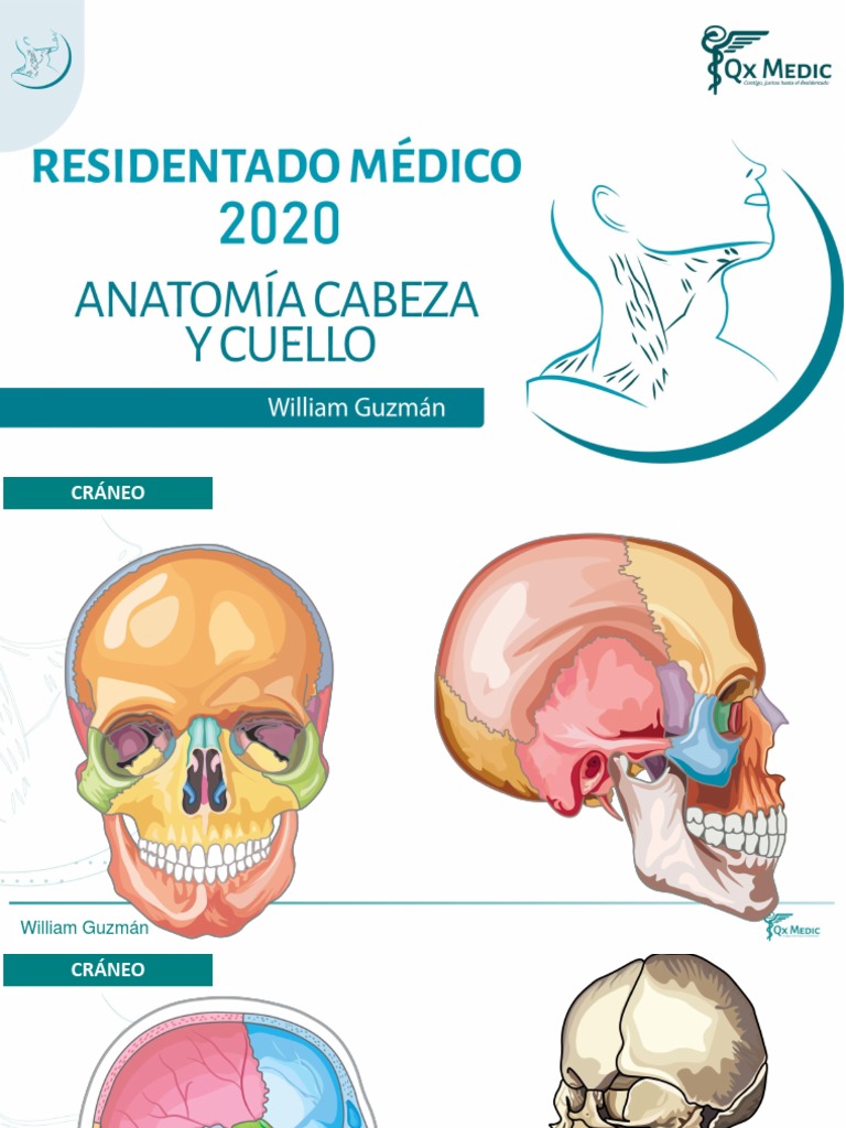 Anatomia Cabeza y Cuello RM 2020 | PDF | Anatomía humana | Cabeza y cuello humanos