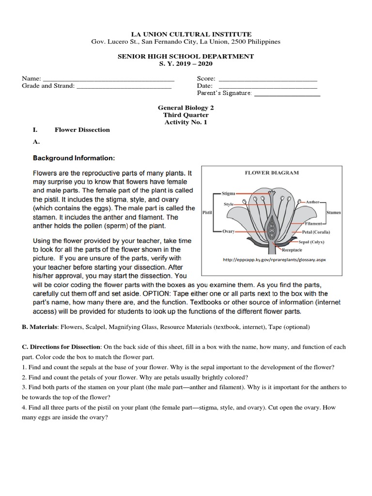 Flower Dissection Activity Guide | PDF | Flowers | Plant Reproduction