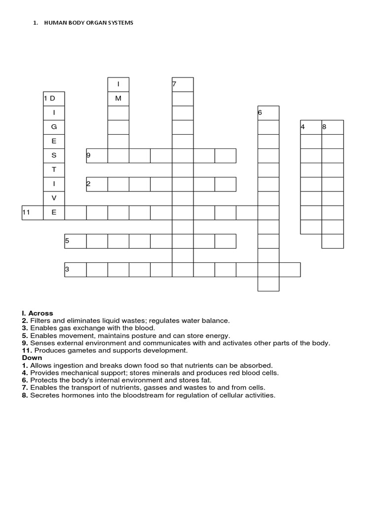 Puzzle Human Body Organs | PDF | Human Body | Hormone