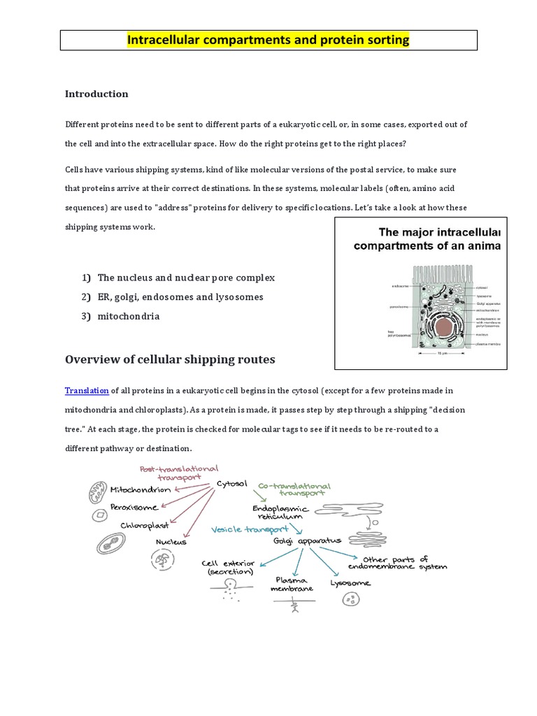 Protein Sorting in Eukaryotic Cells | PDF | Protein Targeting ...