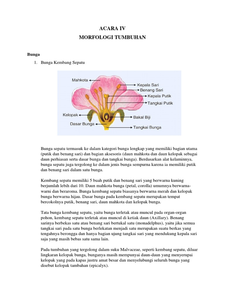 Laprak Morfologi | PDF