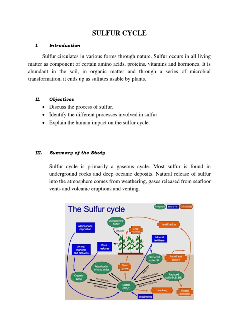 Sulfur Cycle | PDF | Sulfur | Sulfide
