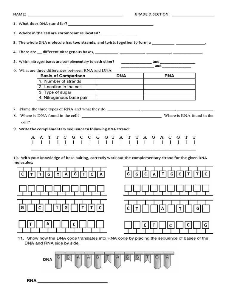 DNA Worksheet | PDF
