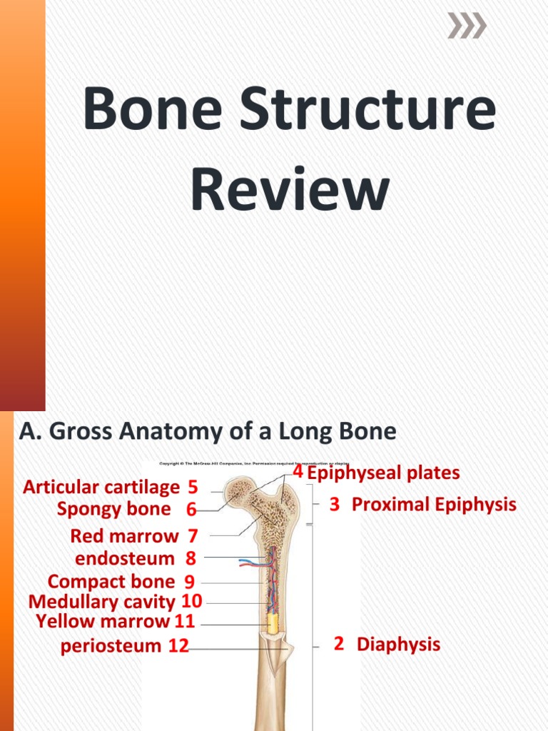 7 Bone Structure Labeling Review 1 | PDF | Bone | Tissue (Biology)