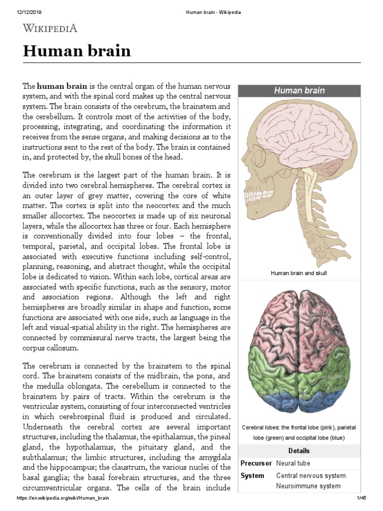 Human Brain | PDF | Human Brain | Brainstem