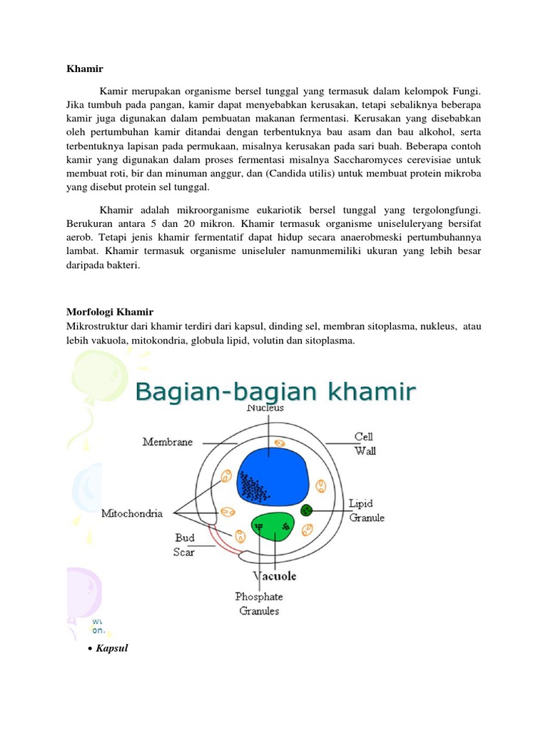 Morfologi dan Manfaat Khamir | PDF | Kesehatan Holistik | Teknologi ...