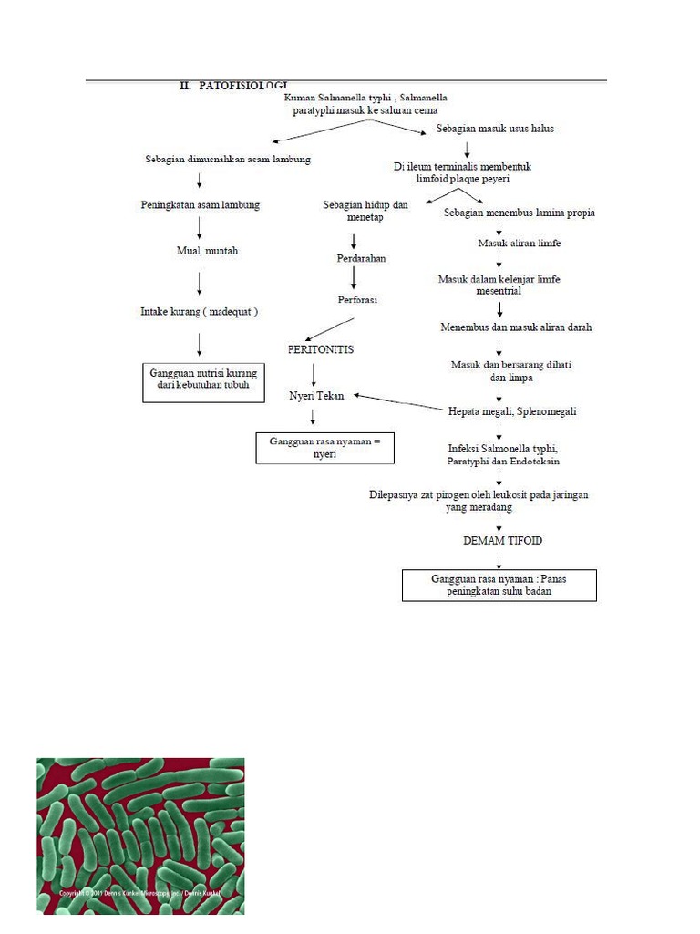 Skema Patofisiologi Demam Typhoid | PDF