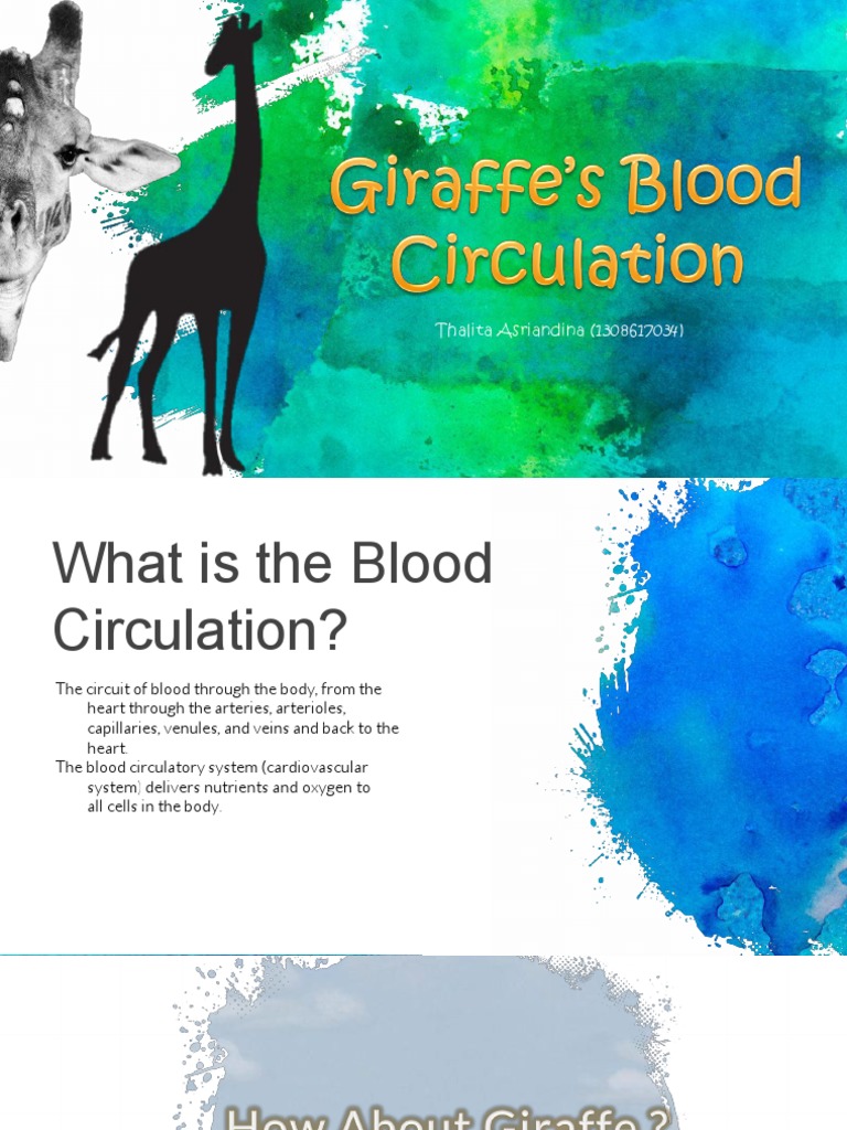 Giraffe Blood Circulation | Download Free PDF | Circulatory System | Heart