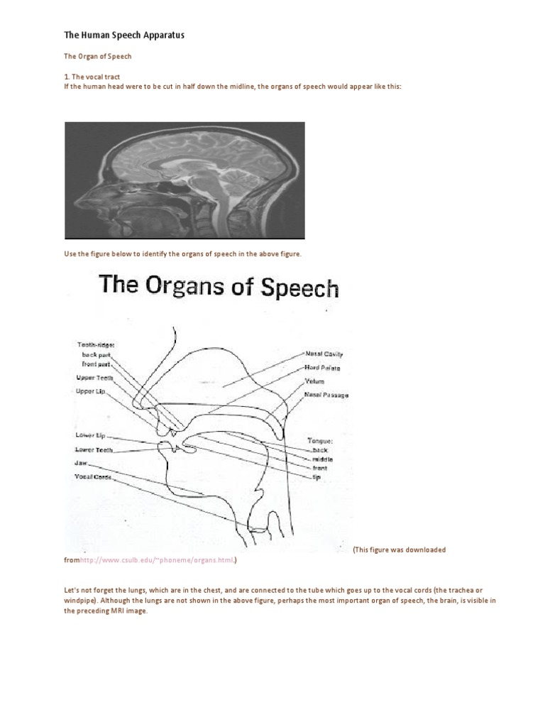 The Human Speech Apparatus | PDF | Larynx | Sound Production