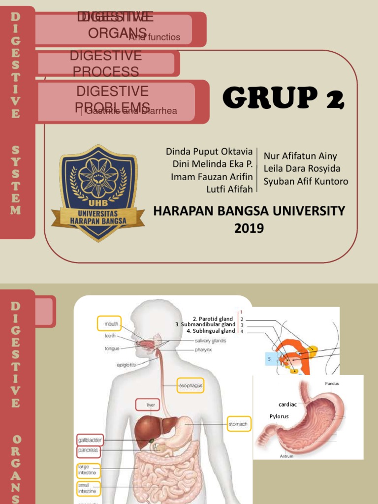 Sistem Digestif | PDF | Diarrhea | Human Digestive System
