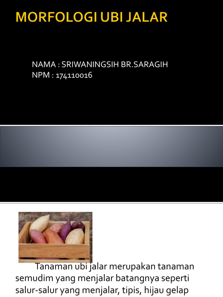 Morfologi Ubi Jalar | PDF