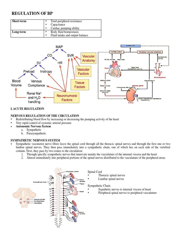 Regulation of BP | PDF | Blood Pressure | Heart