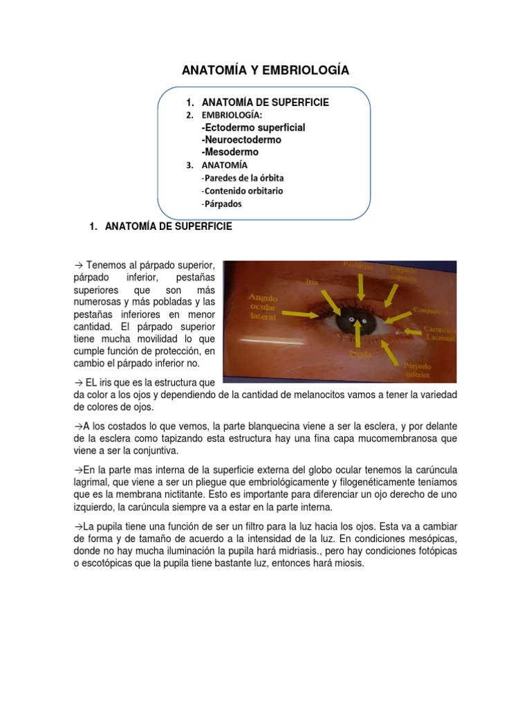 Embriología y Anatomía Del Ojo | PDF | Ojo humano | Ojo