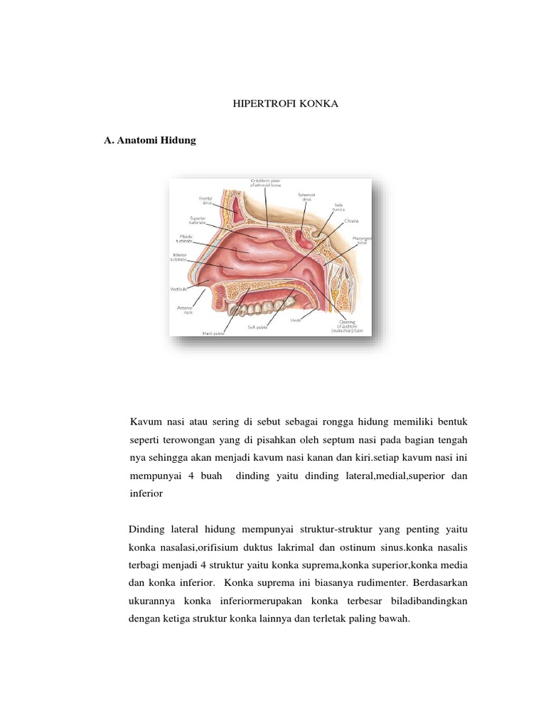 Hipertrofi Konka New | PDF