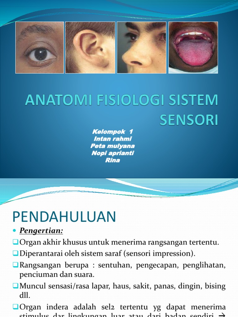 2.anatomi Fisiologi Sistem Sensori | PDF