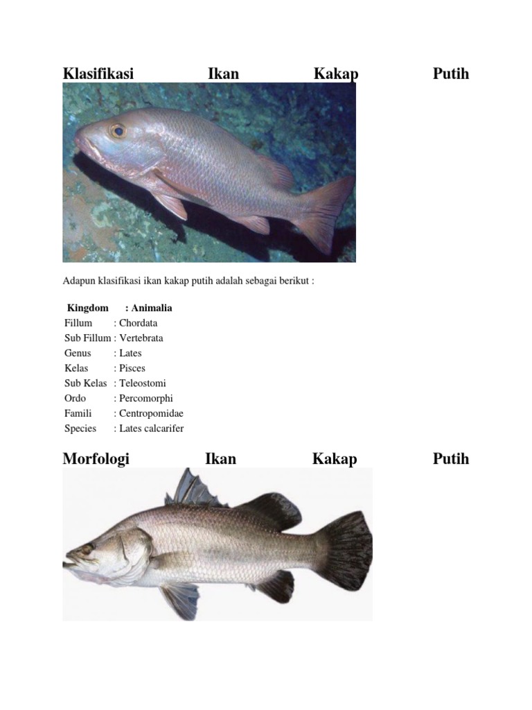 Klasifikasi Ikan Kakap Putih | PDF