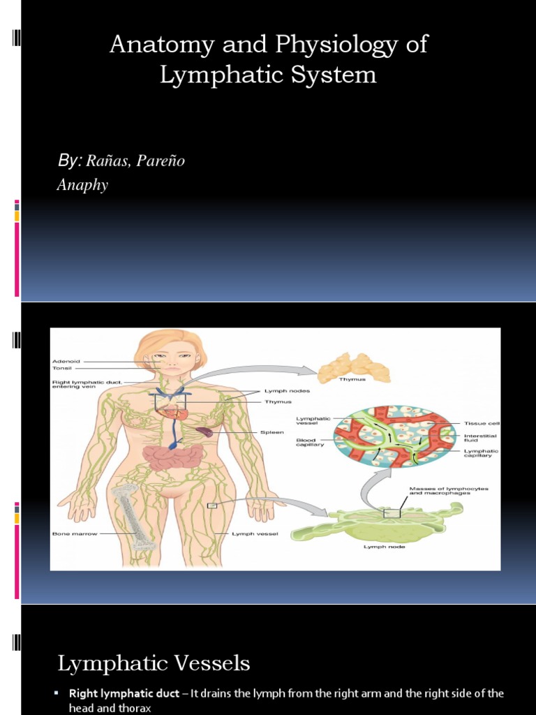 Lymphatic System (Anaphy) | PDF | Lymphatic System | Lymph Node