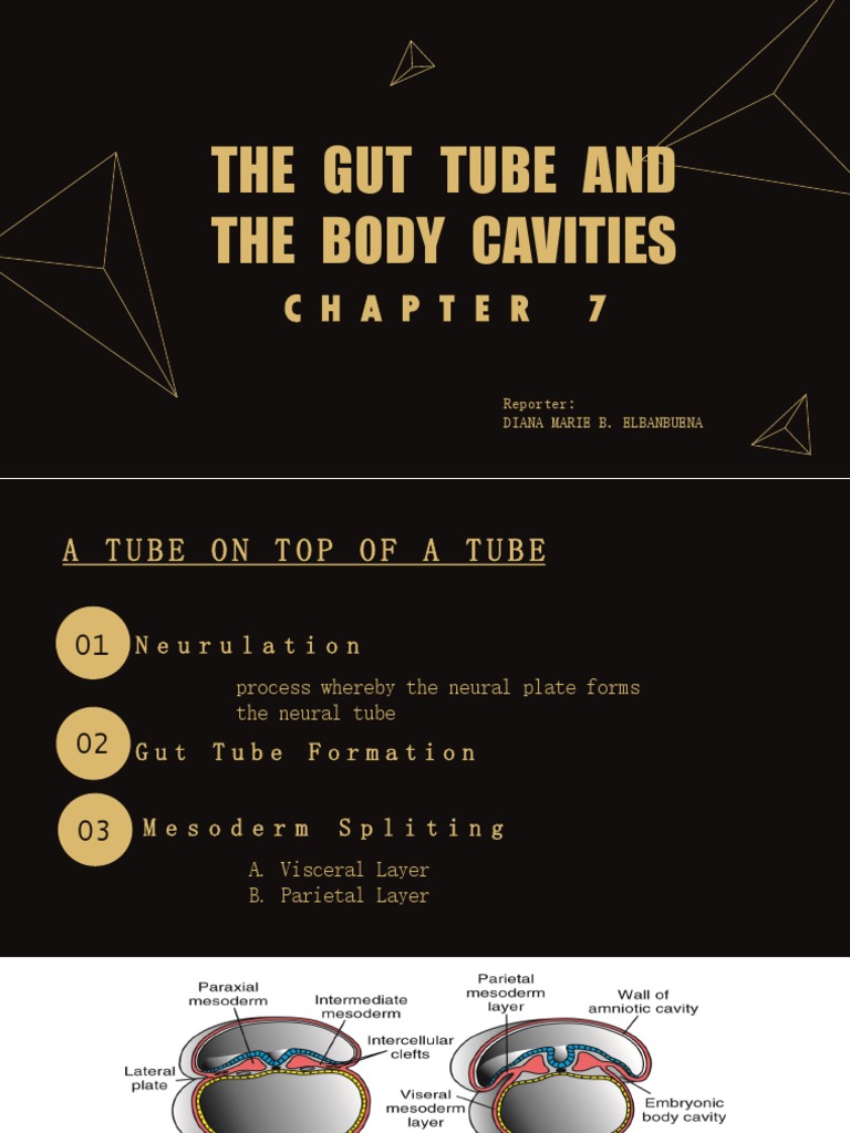 Gut Tube and Body Cavities | PDF | Animal Anatomy | Thorax (Human Anatomy)