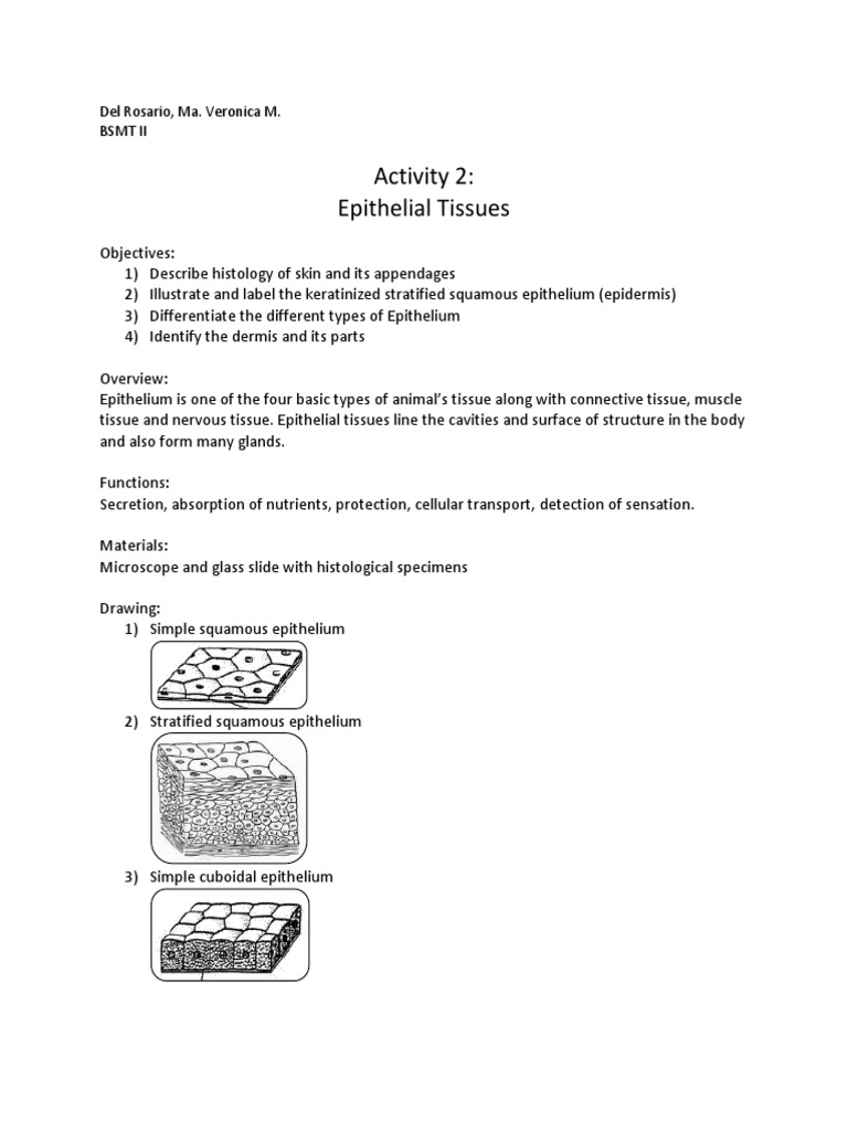 Activity 2 Histo Lab | PDF | Epithelium | Histology