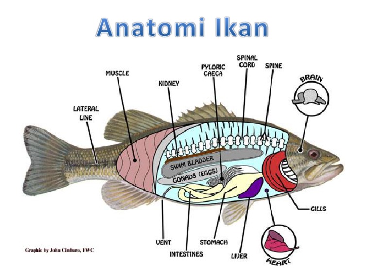 Anatomi Ikan | PDF