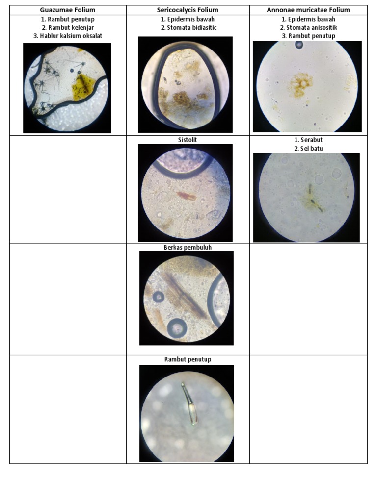 Struktur Daun Guazumae dan Sericocalycis | PDF