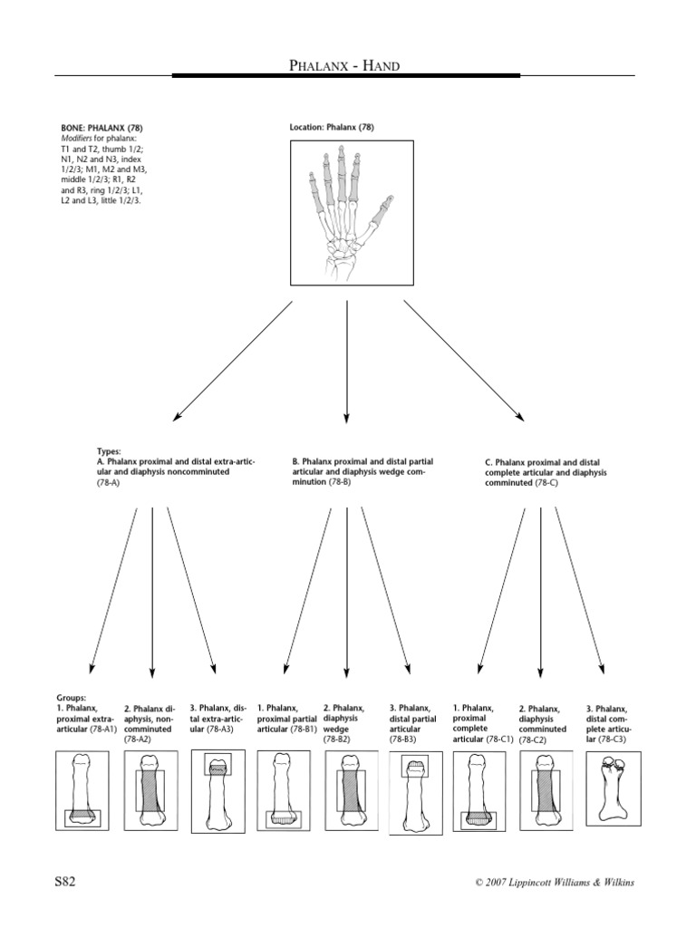 AO Phalanx Hand PDF | PDF | Hand | Limbs (Anatomy)