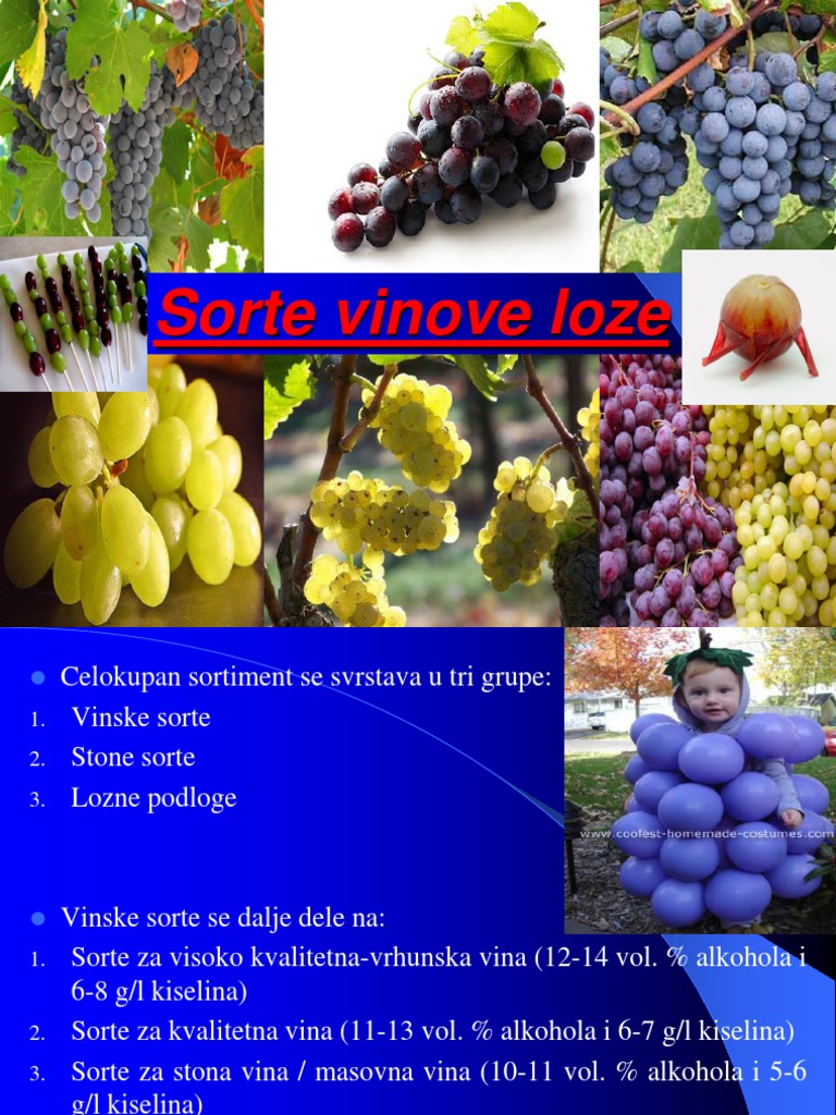 Sorte Vinove Loze | PDF