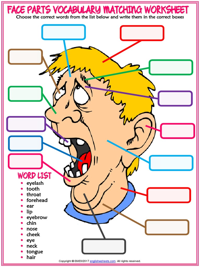 Face Parts Vocabulary Esl Matching Exercise Worksheet For Kids | PDF