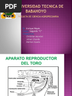 Anatomía Funcional Del Aparato Genital Del Toro | PDF | Sistema ...