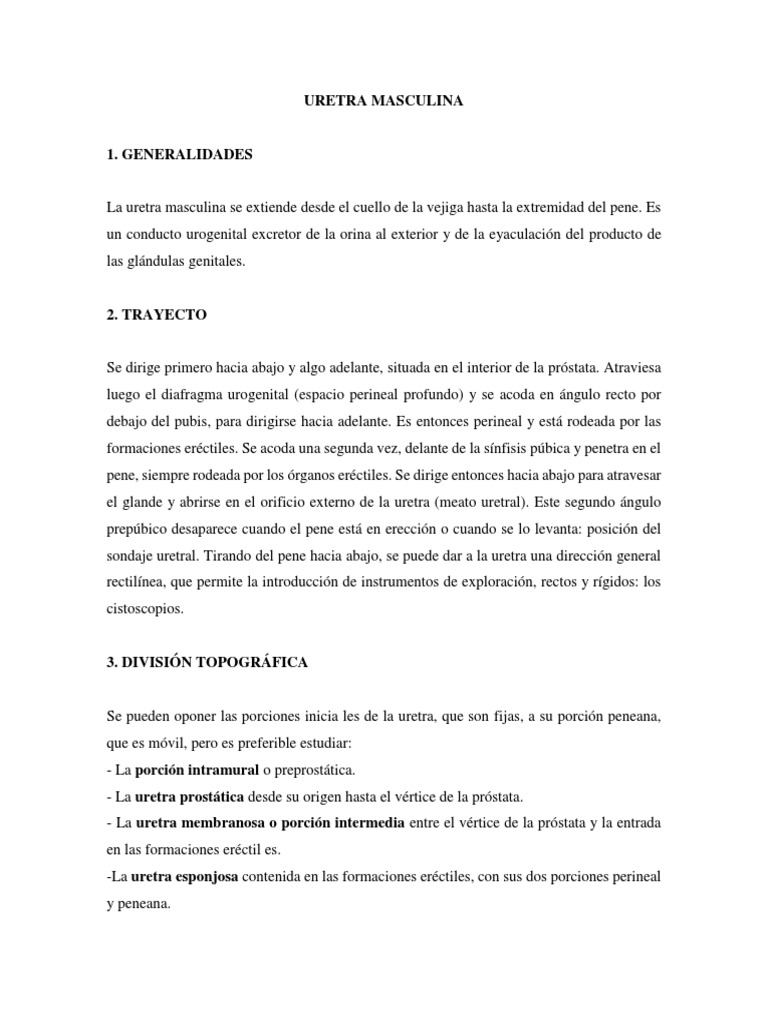 Anatomía y fisiología de la uretra masculina | PDF | Vejiga urinaria ...