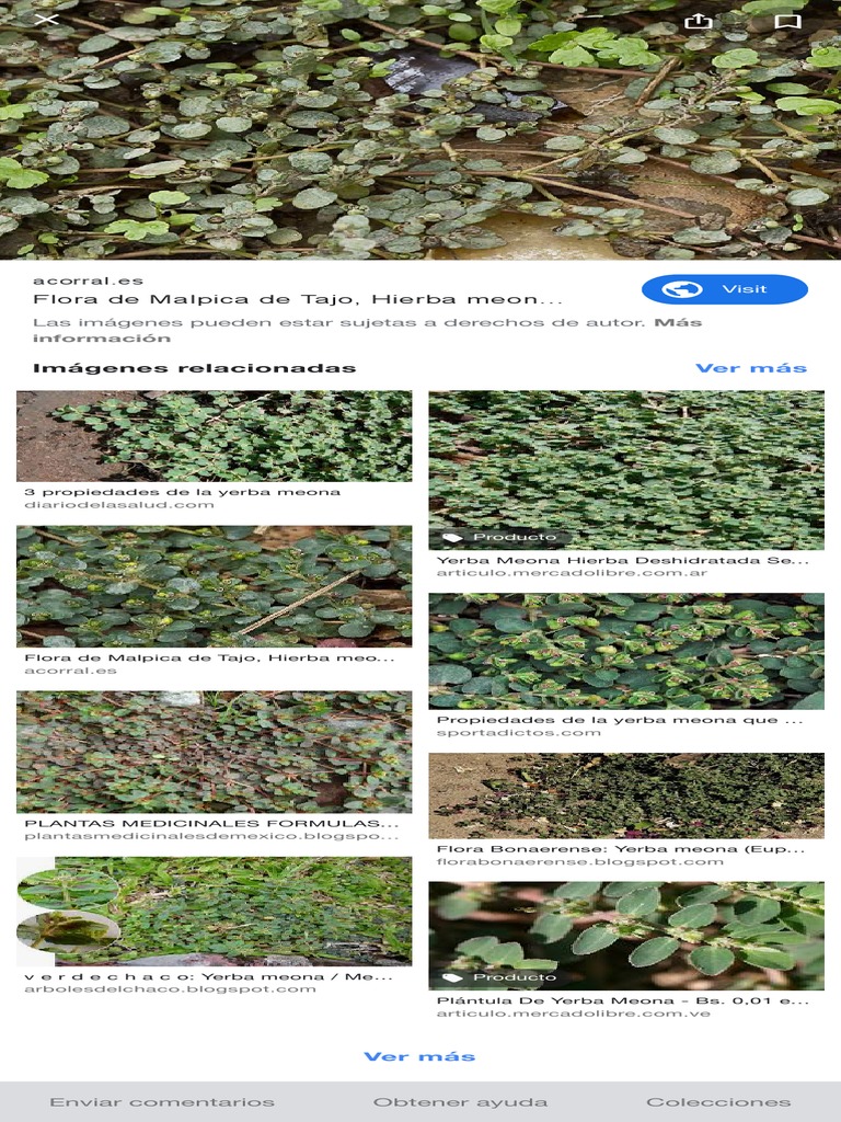 Yerba Meona - Buscar Con Google | PDF | Plantas | Internet