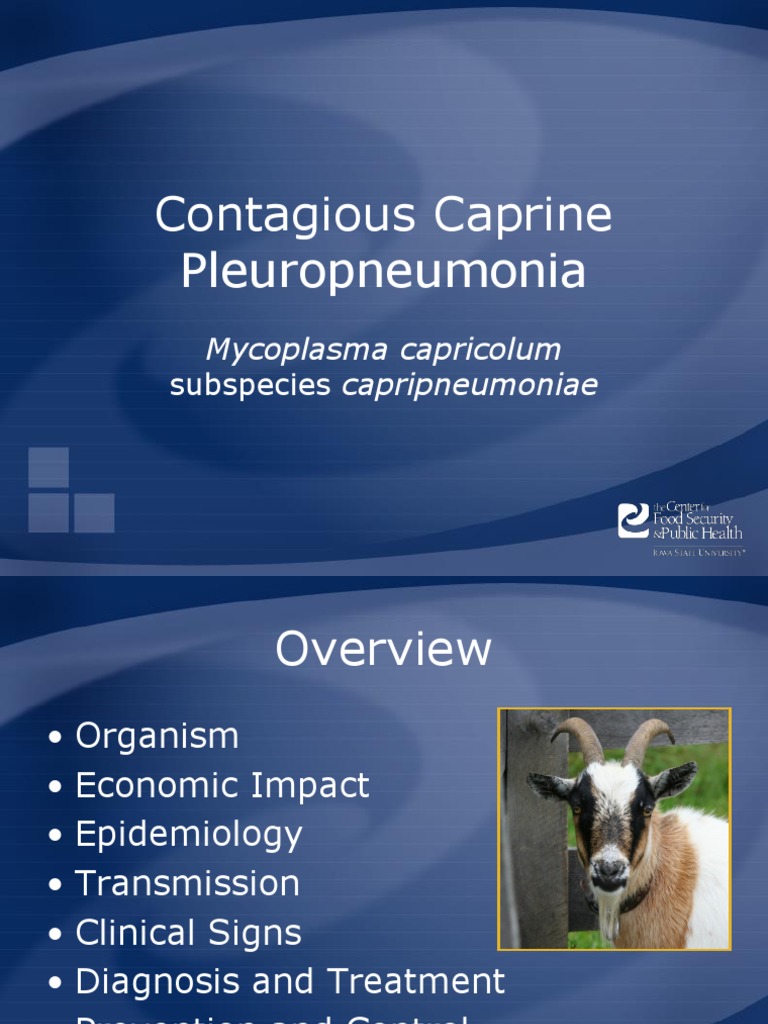 Contagious Caprine Pleuropneumonia | PDF | Infection | Public Health