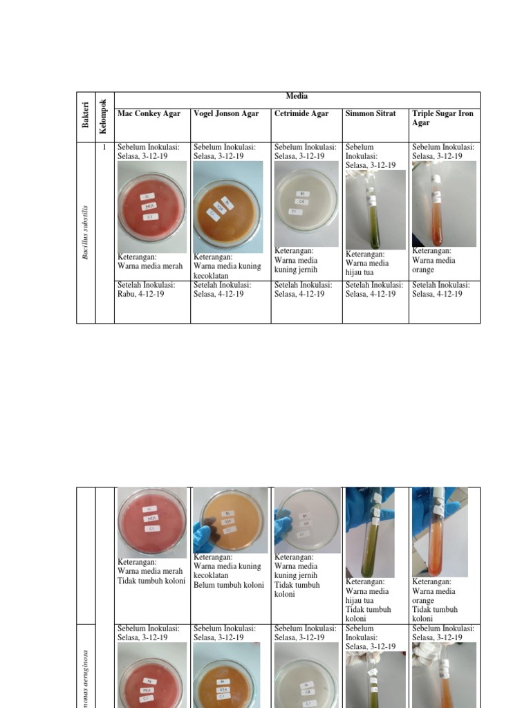 Tabel Pengamatan C2 | PDF