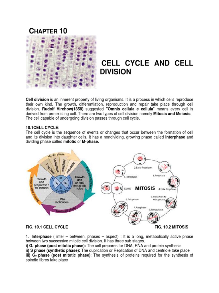 Cell Division PDF | PDF | Meiosis | Mitosis