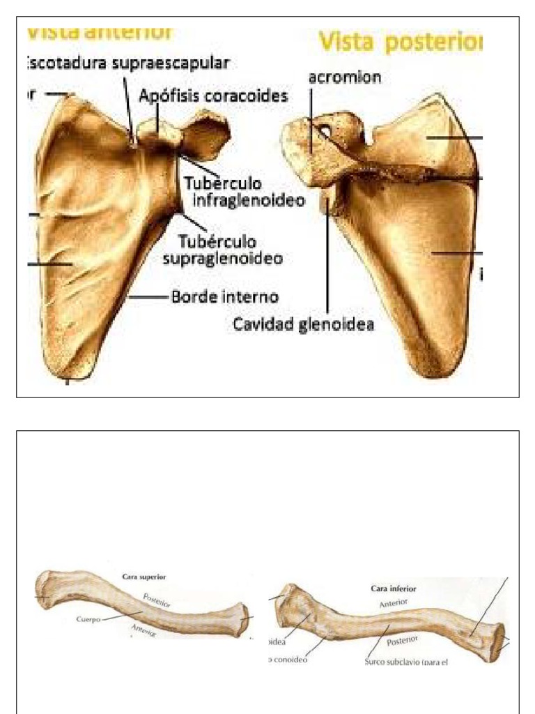 Arco Pectoral y Manos | PDF