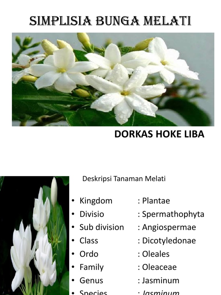 Dorkas HokeLiba (Simplisia Bunga Melati) | PDF