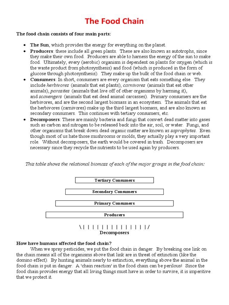 The Food Chain Consists of Four Main Parts | PDF | Earth Sciences | Biology