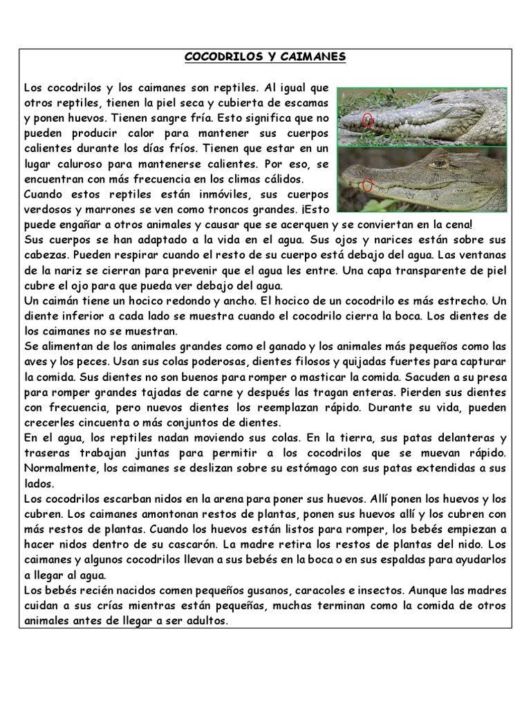 Texto Cocodrilos y Caimanes | PDF | Reptil | Diente