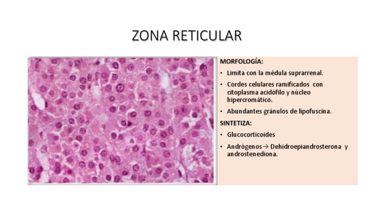 Zona Reticular | PDF