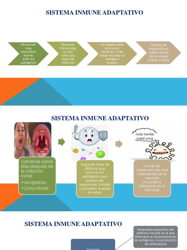 Inmunidad Adaptativa | PDF | Sistema inmune | Célula T